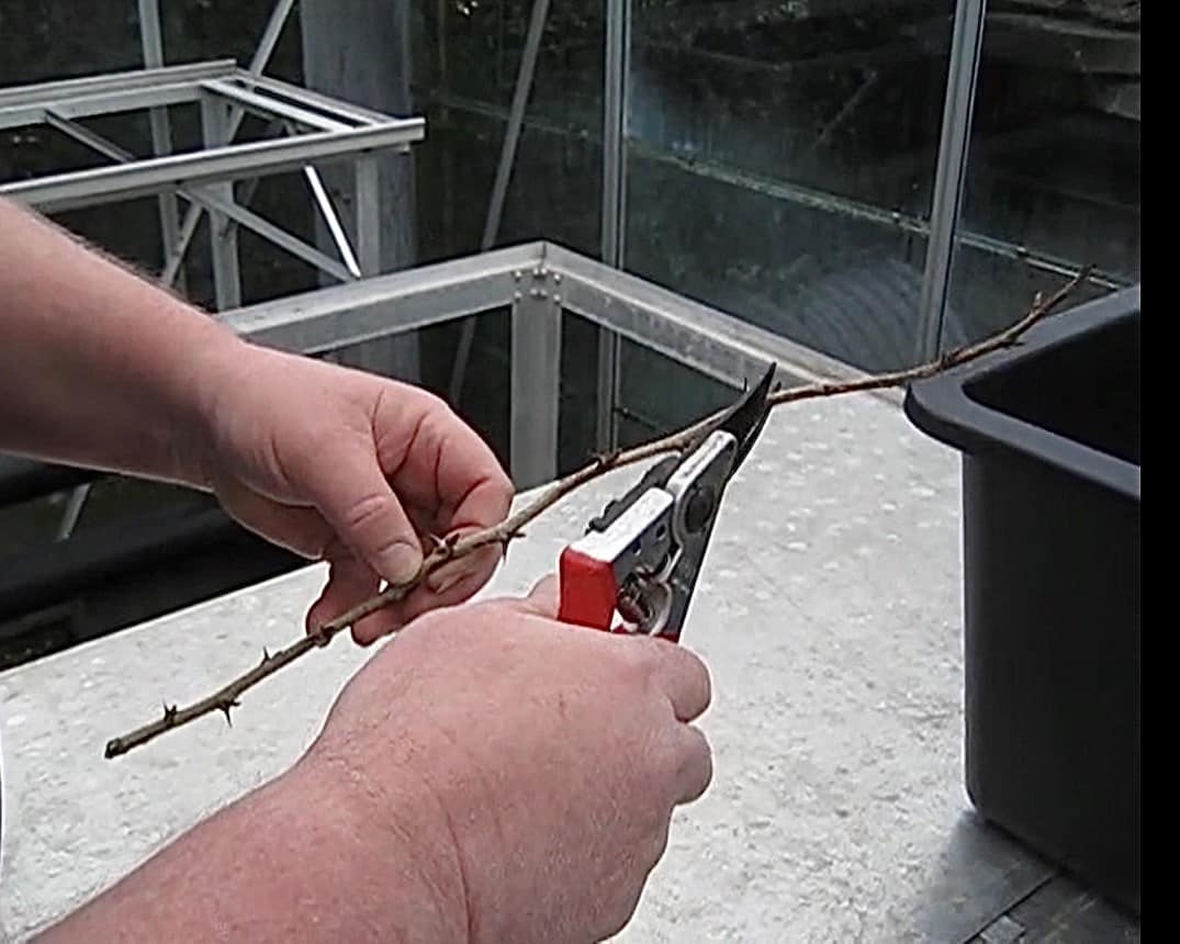 Taking Hardwood Gooseberry Cuttings - Elixir Garden Supplies