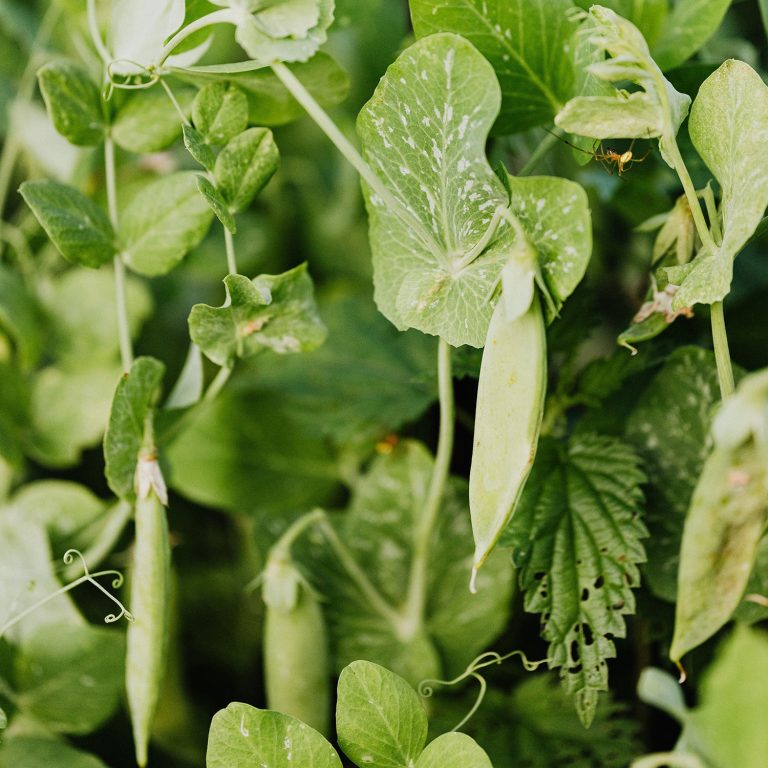 Elixir Garden Supplies | Professional Gardening Essentials