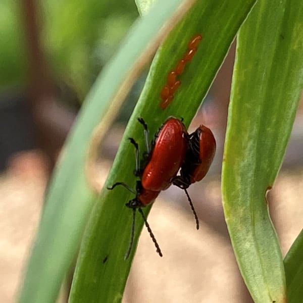 Elixir Garden Supplies | Professional Gardening Essentials