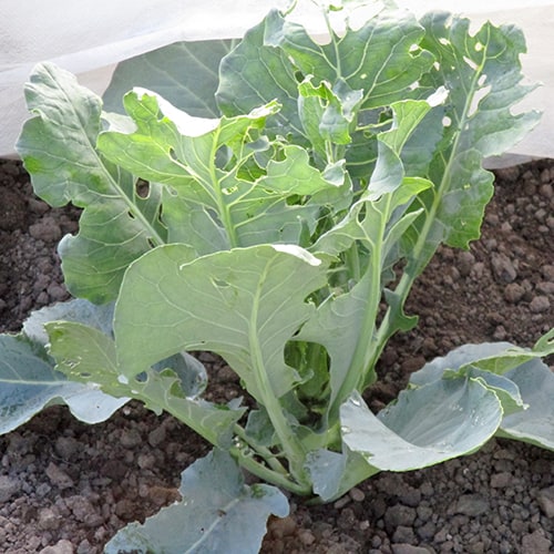 Top Dressing Brassicas - Elixir Garden Supplies