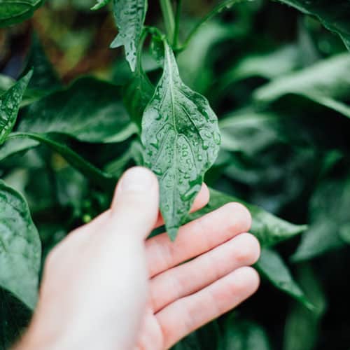 Elixir Garden Supplies | Professional Gardening Essentials