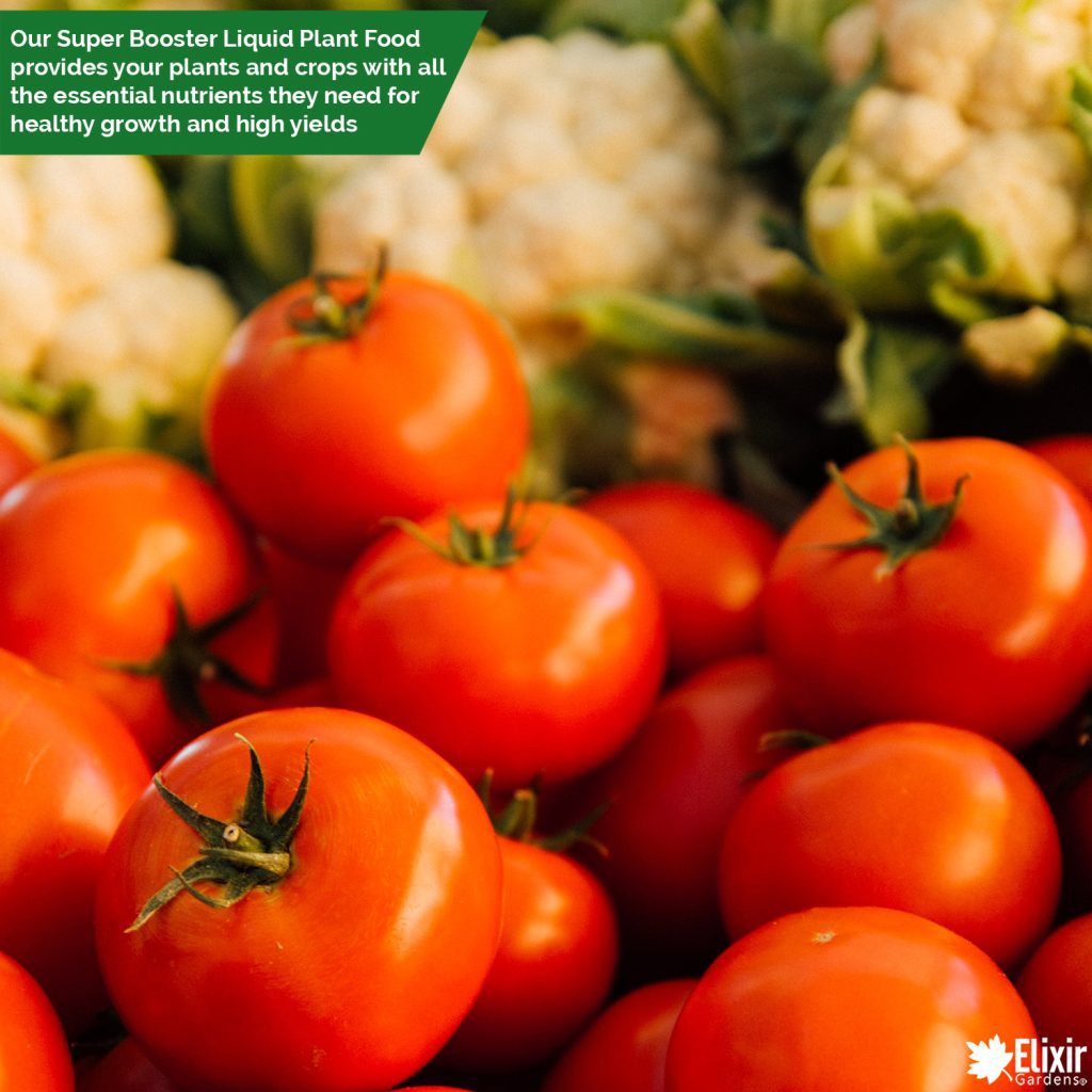 Tomato Growing Kit | Plant Halo, Bamboo Canes, Wigwam & Feed