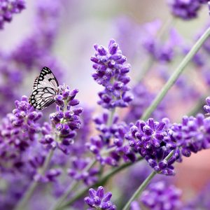 Elixir Garden Supplies | Professional Gardening Essentials