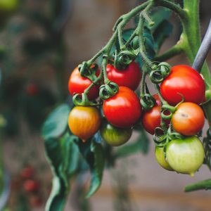 Elixir Garden Supplies | Professional Gardening Essentials