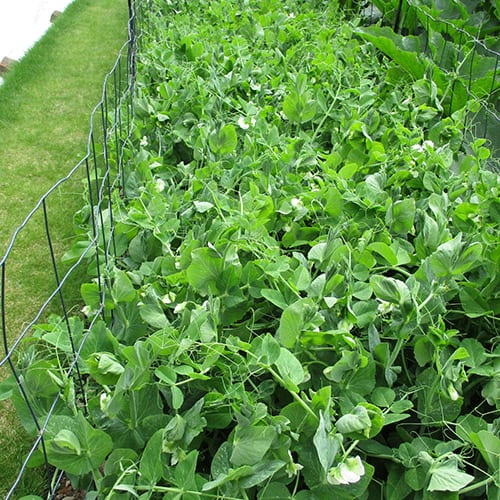 Elixir Garden Supplies | Professional Gardening Essentials