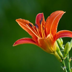 Elixir Garden Supplies | Professional Gardening Essentials