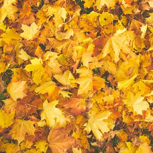 Elixir Garden Supplies | Professional Gardening Essentials