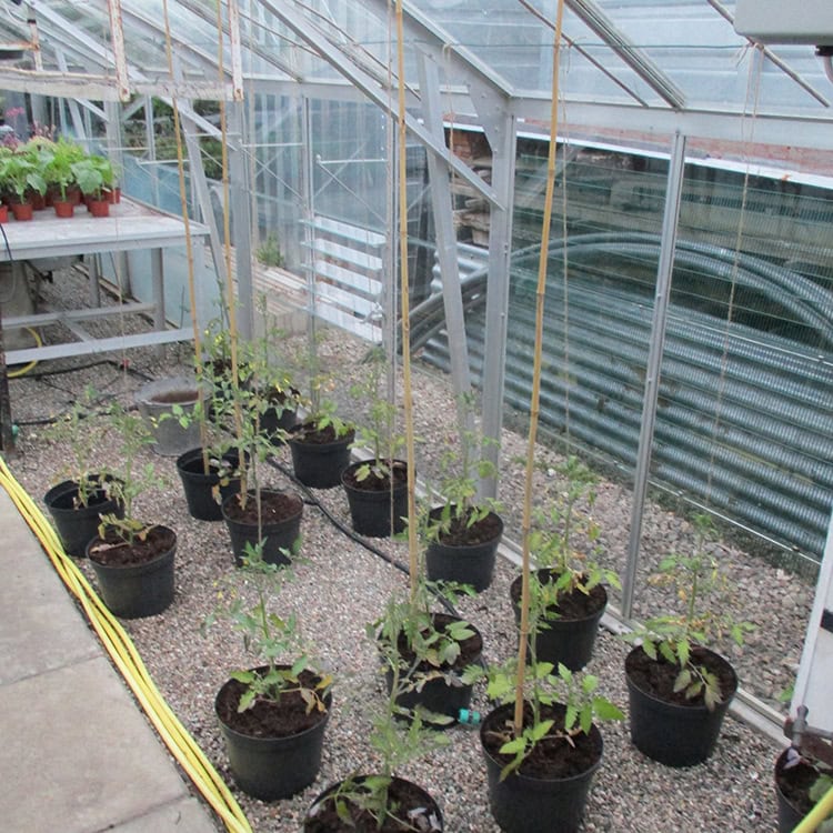 Canes or String - What's Best for Supporting Tomatoes?