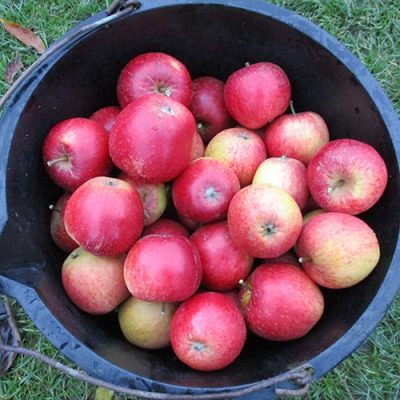 How to: Pick Apples in Autumn - Elixir Garden Supplies